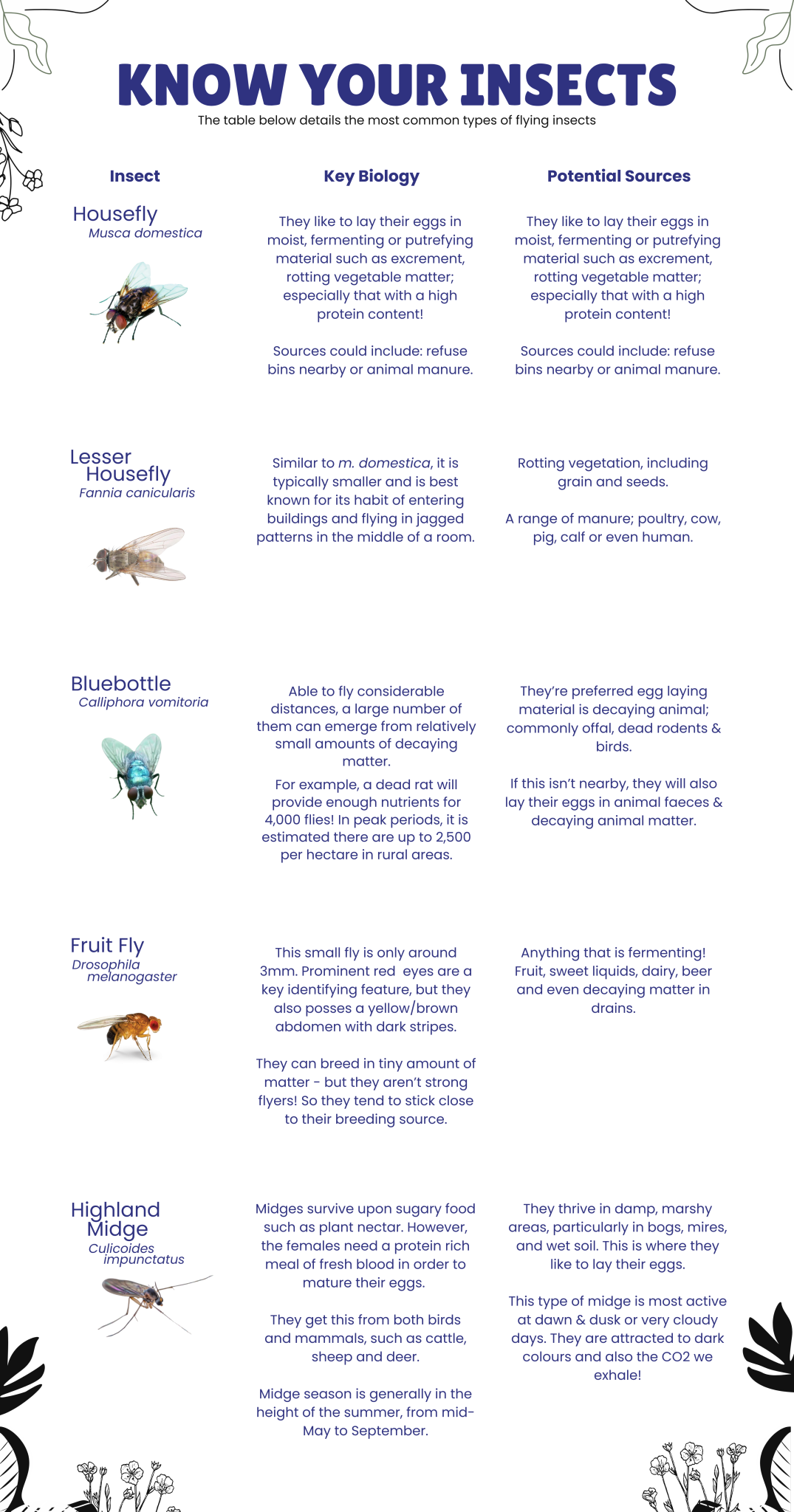 Common Household Insects 2025 - The Flyscreen Company