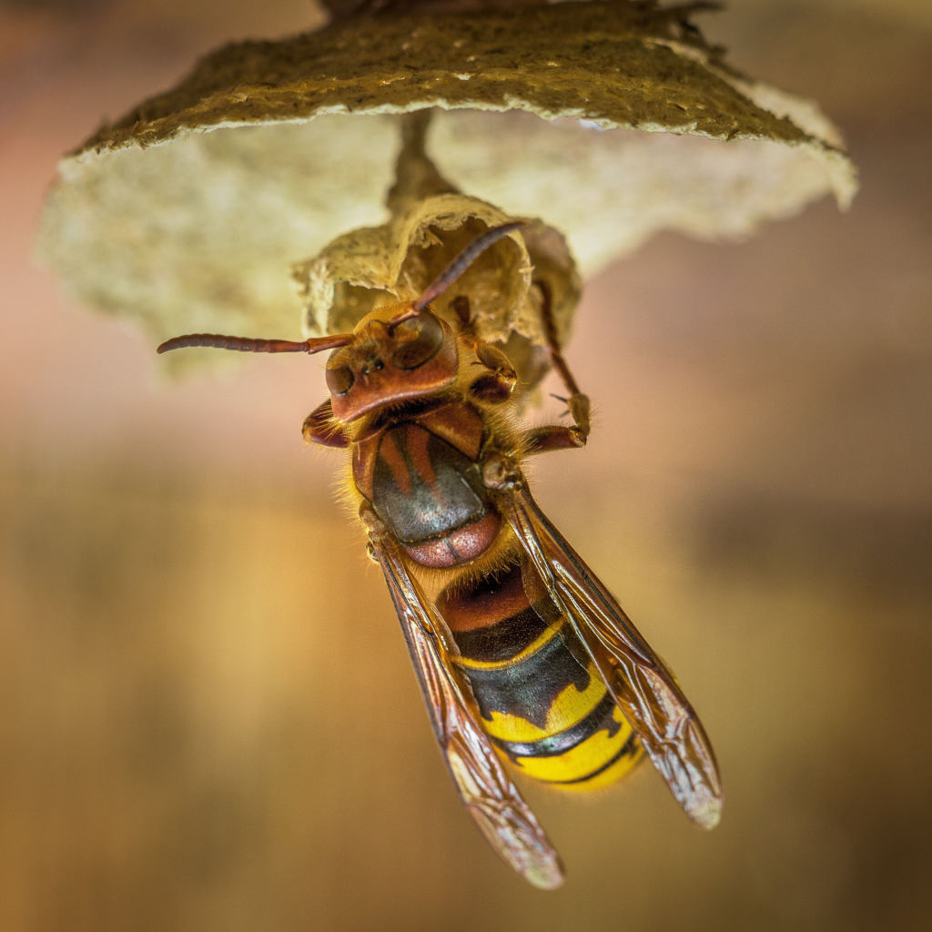 Hornet Awareness 2026: Tips to Stay Safe and Protected